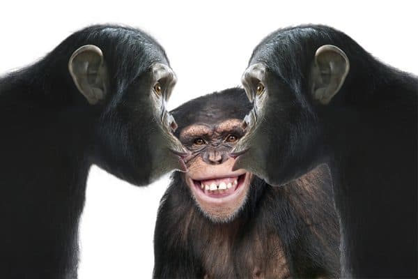 Up from Polygamy - Claremont Review of Books